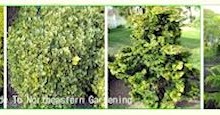 A GUIDE TO NORTHEASTERN GARDENING: Colorful Evergreens in the Landscape ...