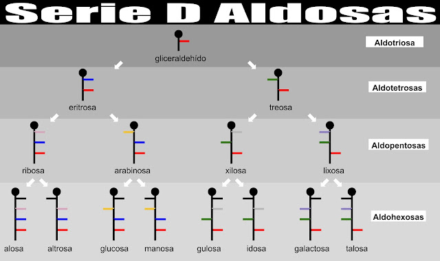 Química Sexto: Monosacáridos: aldosas