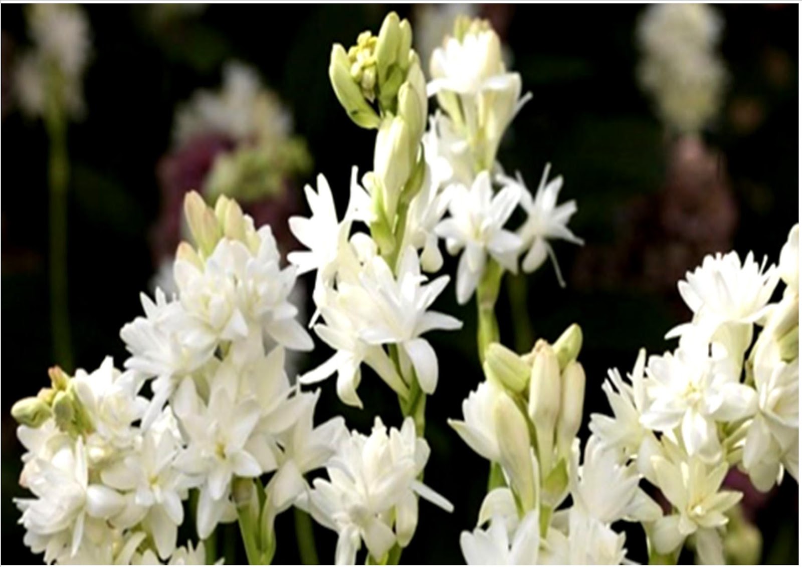 Gambar Aneka Bunga dan Keterangannya