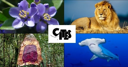 Week in Review: Sea Save at Animal CITES Meeting 2017, US Approves Oil ...