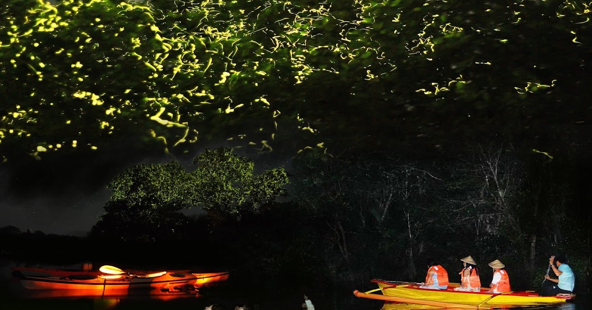Firefly Watching Tour ~ Bohol Island Tour - WoW Bohol Package Tours and ...