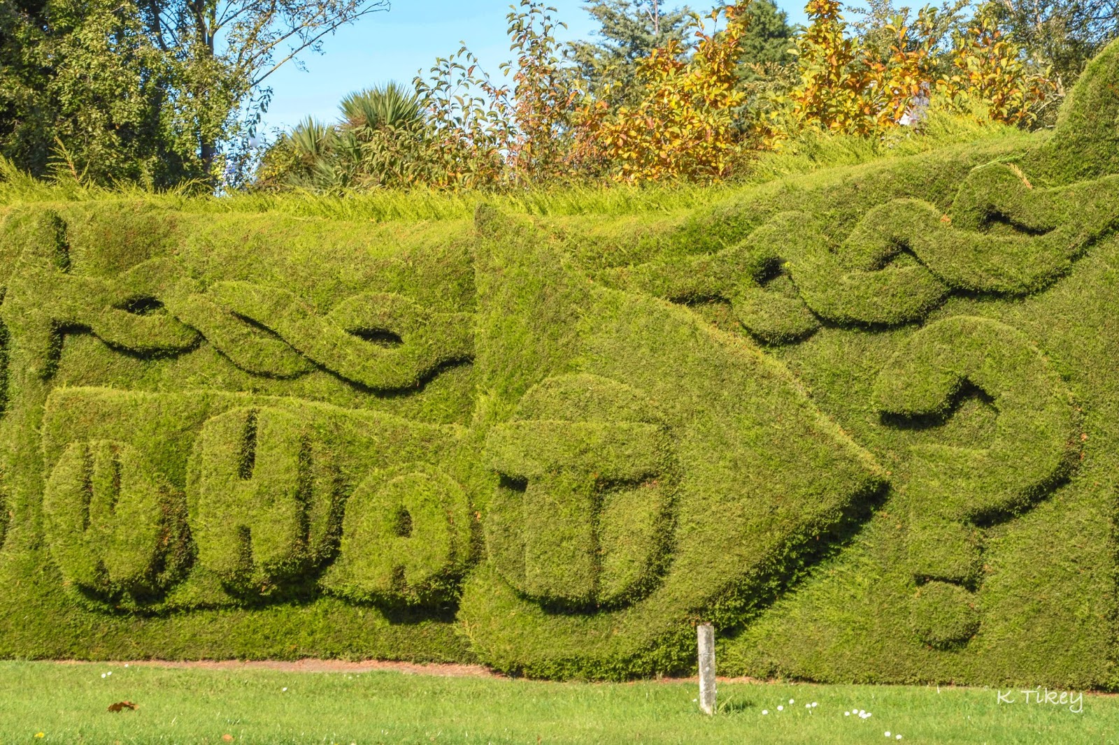 Paws Awhile: Mount Somers & The Coolest Hedge