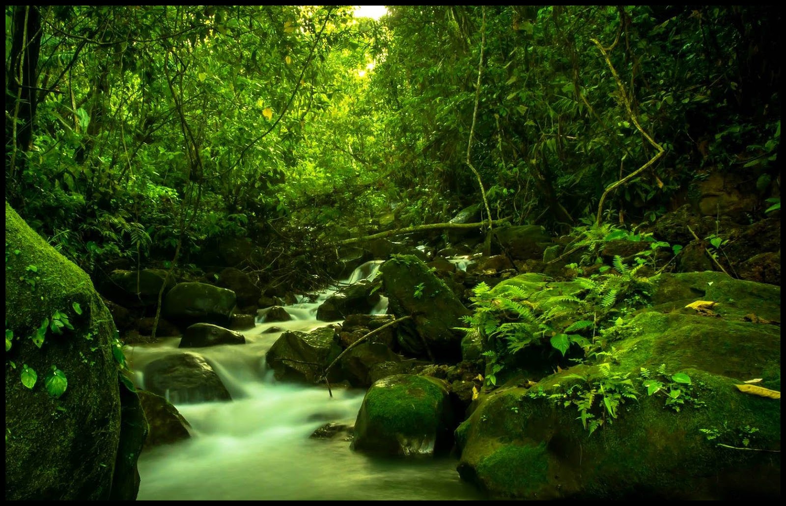 Jatinga,Assam,India | Travel life journeys