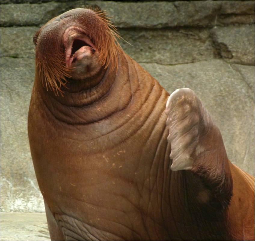 Beasts in a Populous City: She Is the Walrus