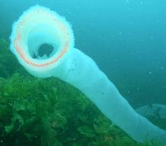 Professor Alírio Soares: REGISTRADAS IMAGENS DO "PYROSOME", MÍTICA ...