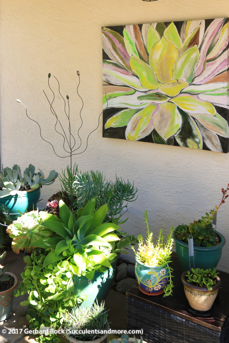 Ruth Bancroft Garden July 2017 private garden tour, part 4