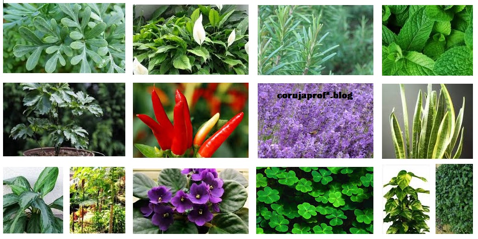 Plantas do bem - conheça o poder de algumas! - Coruja Prof