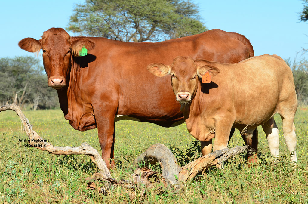 verRAS Jouself: Beefmaster