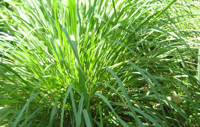 Khasiat Serai Wangi - Tumbuhan Herba