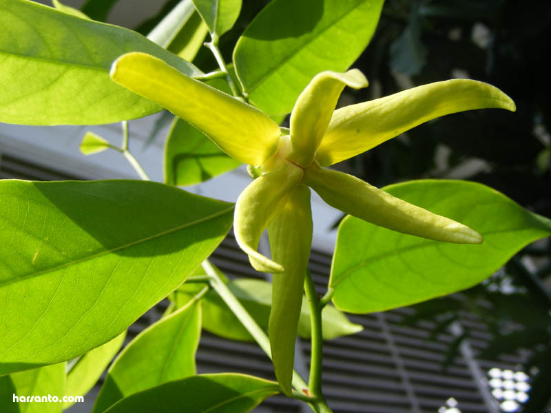 Indonesian Flora | Indo OPHTHALMOLOGY