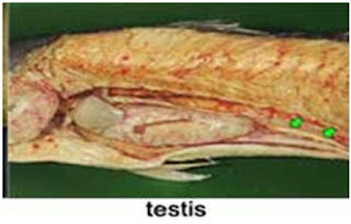 ANATOMI DAN FUNGSI REPRODUKSI HEWAN JANTAN