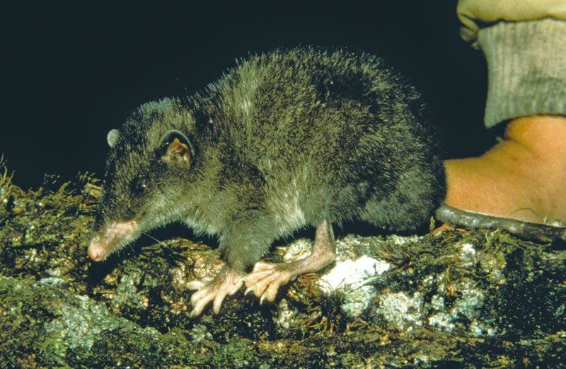 Fauna del Ecuador: ORDEN PAUCITUVERCULATA