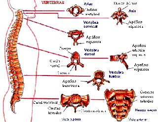 profesor Cocca: COLUMNA VERTEBRAL