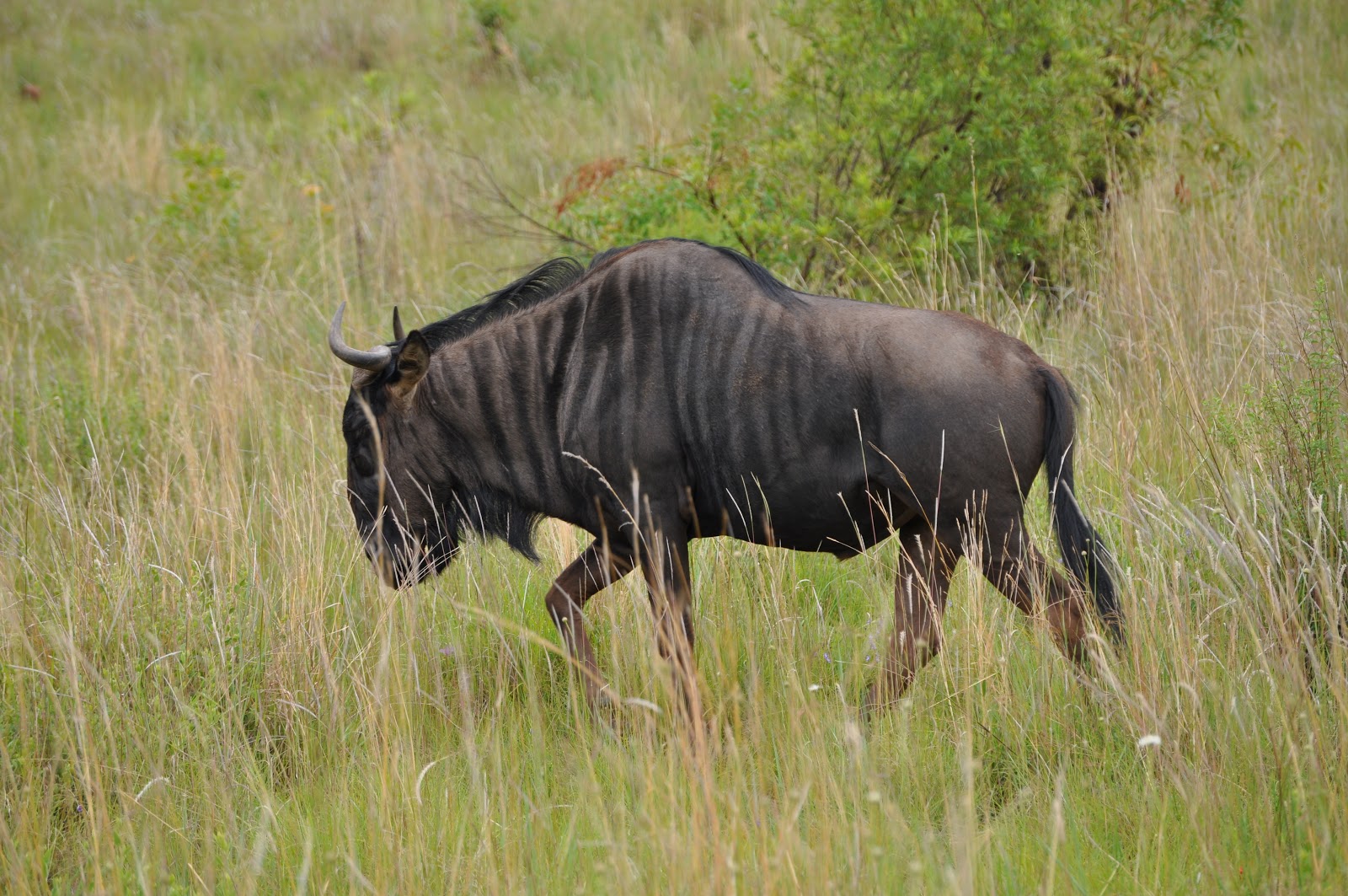 Curiosidade Animal: Dezembro 2013