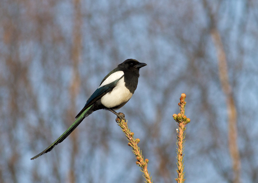 Birding for Conservation: Alaska Trip- Day 1