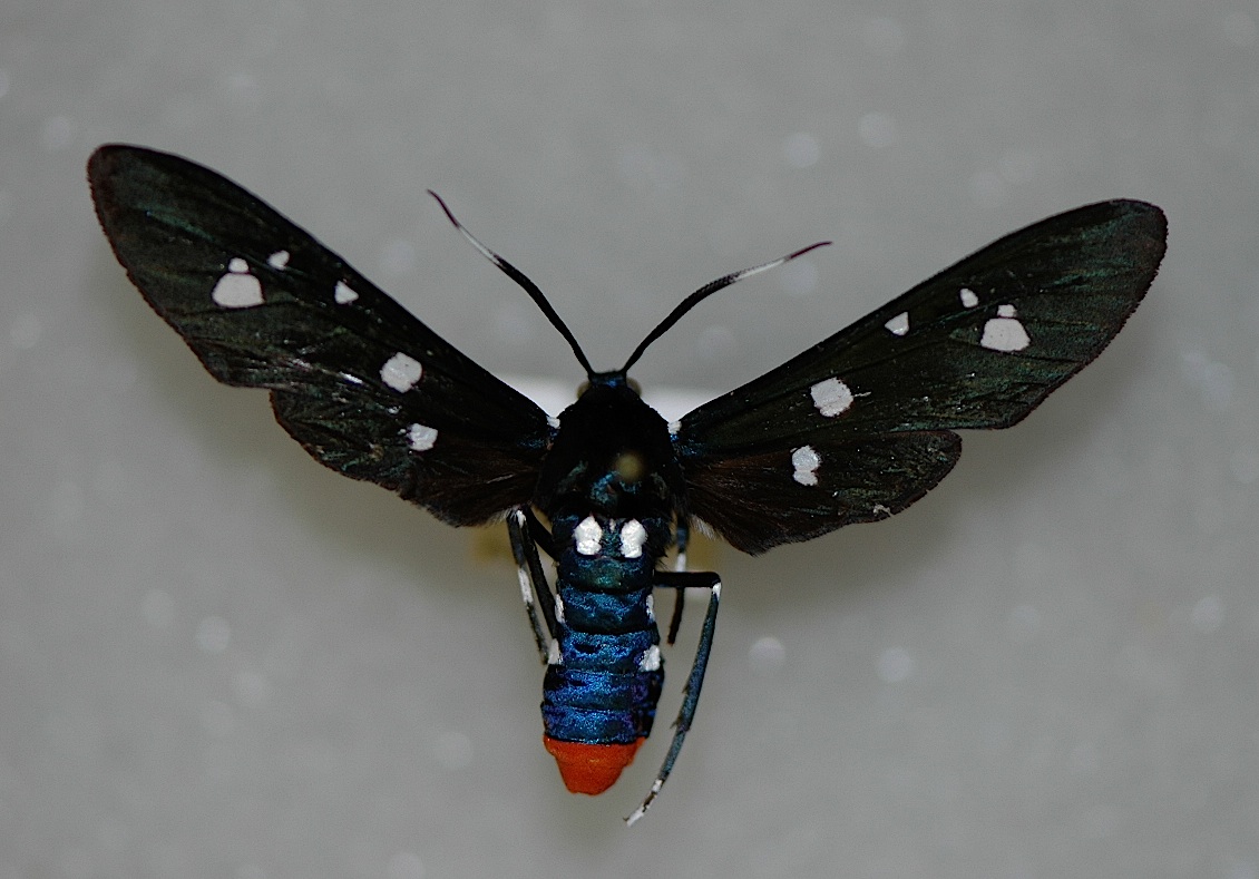 Field Biology in Southeastern Ohio: Noctuid Moths & Tiger Moths