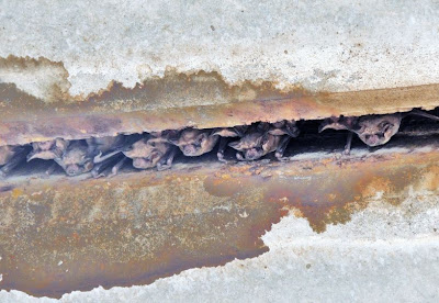 Houston in Pics: Houston Bat Colony: