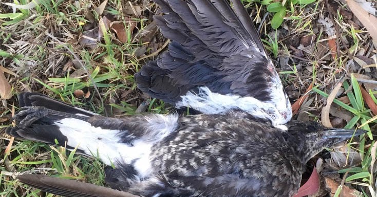 The Coal Point Chronicle: More dead magpies discovered