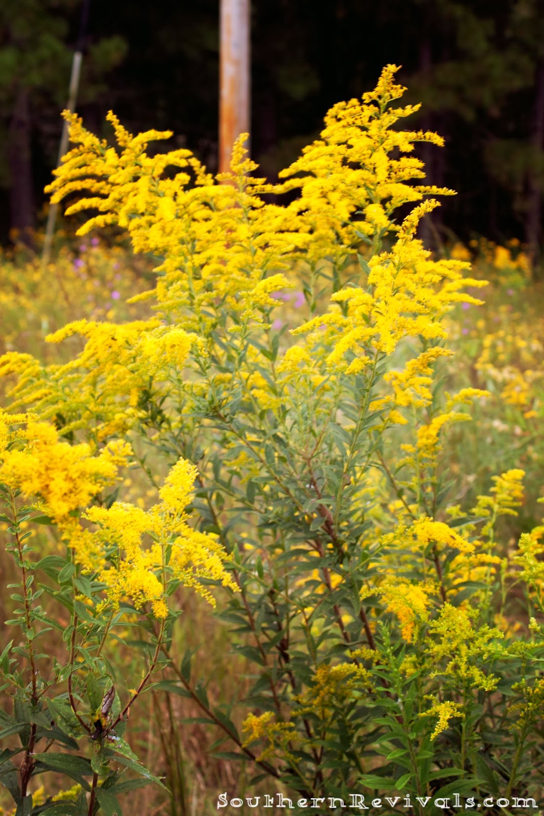 DIY Gorgeous Fall Flower Arrangements for Absolutely FREE - Southern ...
