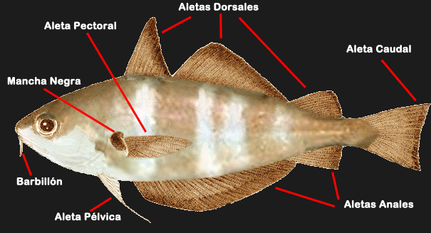 Aletas faneca luscus