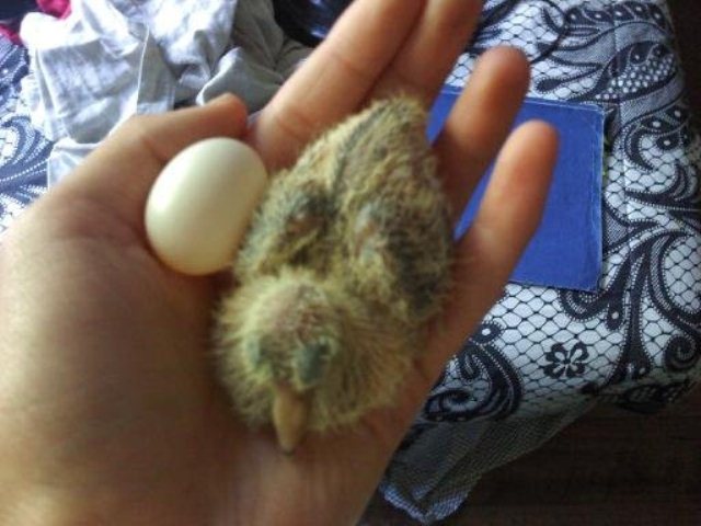 Raising a bird (31 pics) | Amazing Creatures