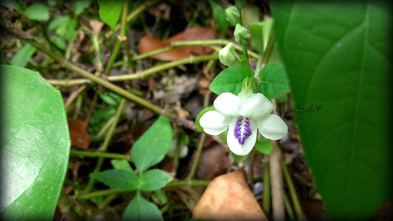 Akar Ruas-Ruas (Asystasia gangetica) | GUIDENESIA