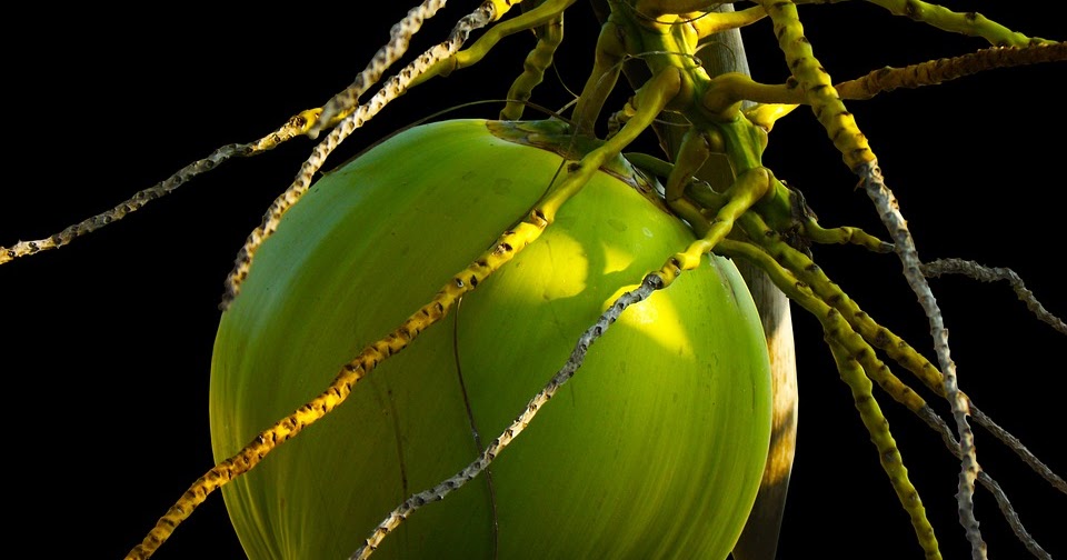 Coco brasileiro ganha mercado europeu graças a película biodegradável