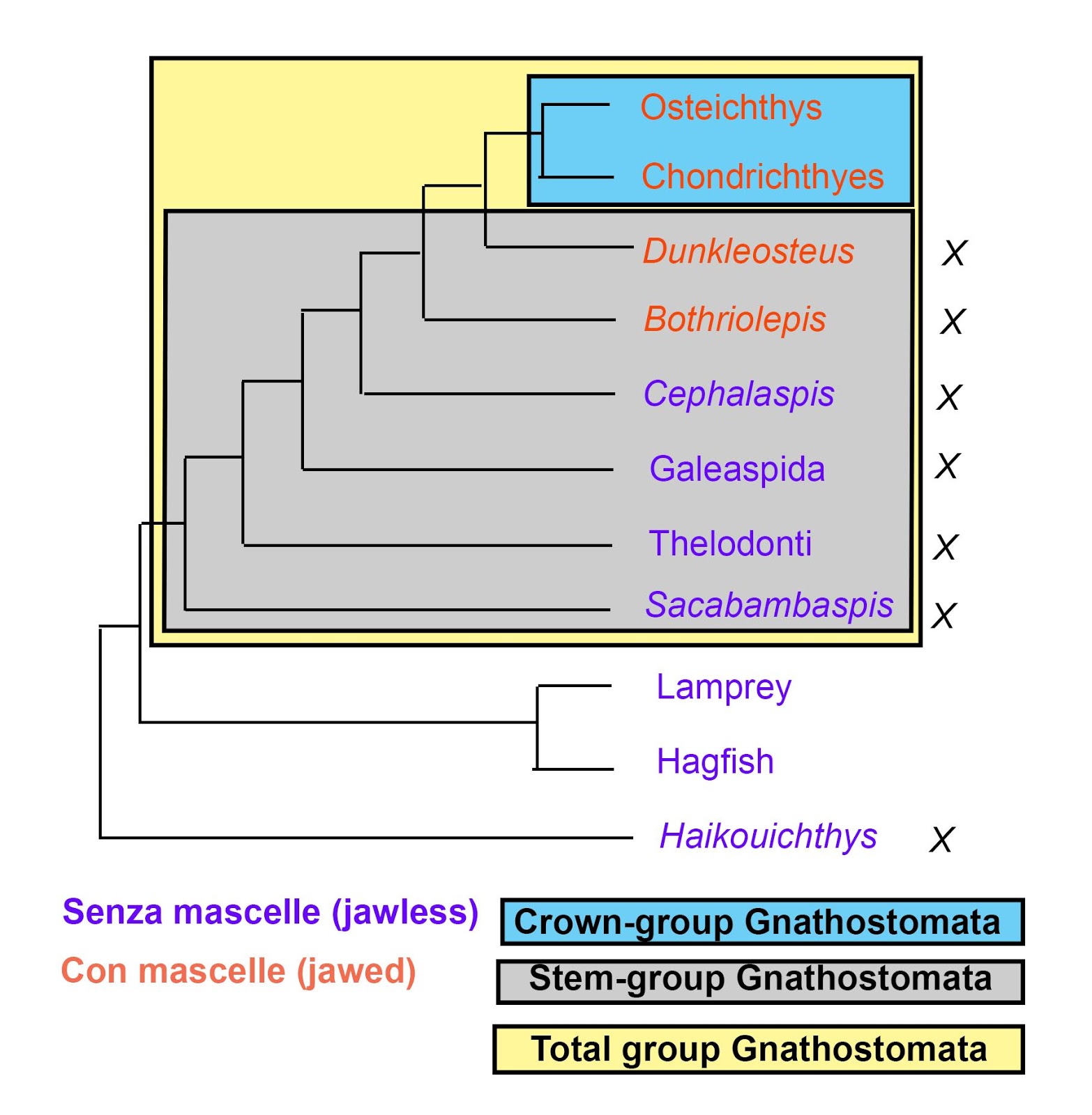 PaleoStories: Stem Group vs Crown Group: una questione non di poco ...