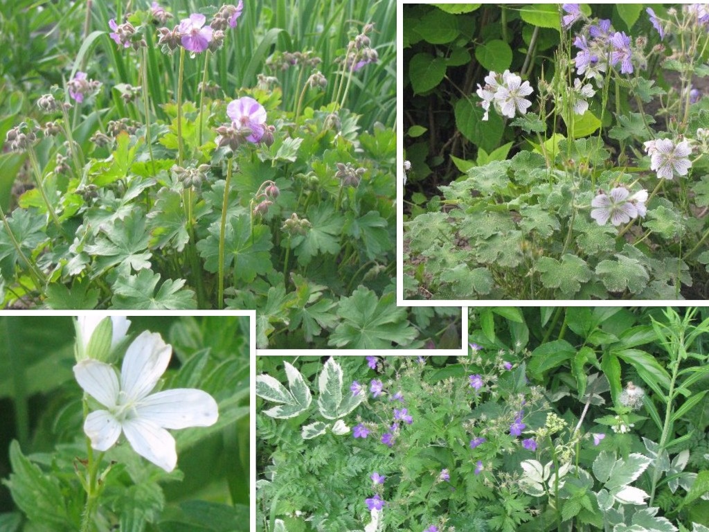 Aastaring lillepeenras: K - täiustamisel