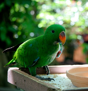 Imágenes de Pájaros: Loros