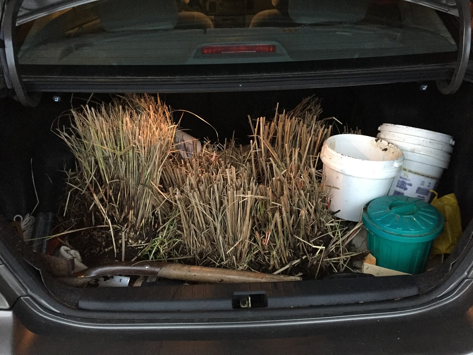 Maiden Grass That Lived in My Garage for 3 Weeks [Backyard Neophyte ...