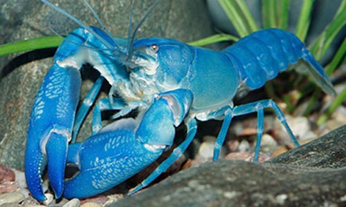 7 animales con colores no muy comunes y que quizás no habías visto