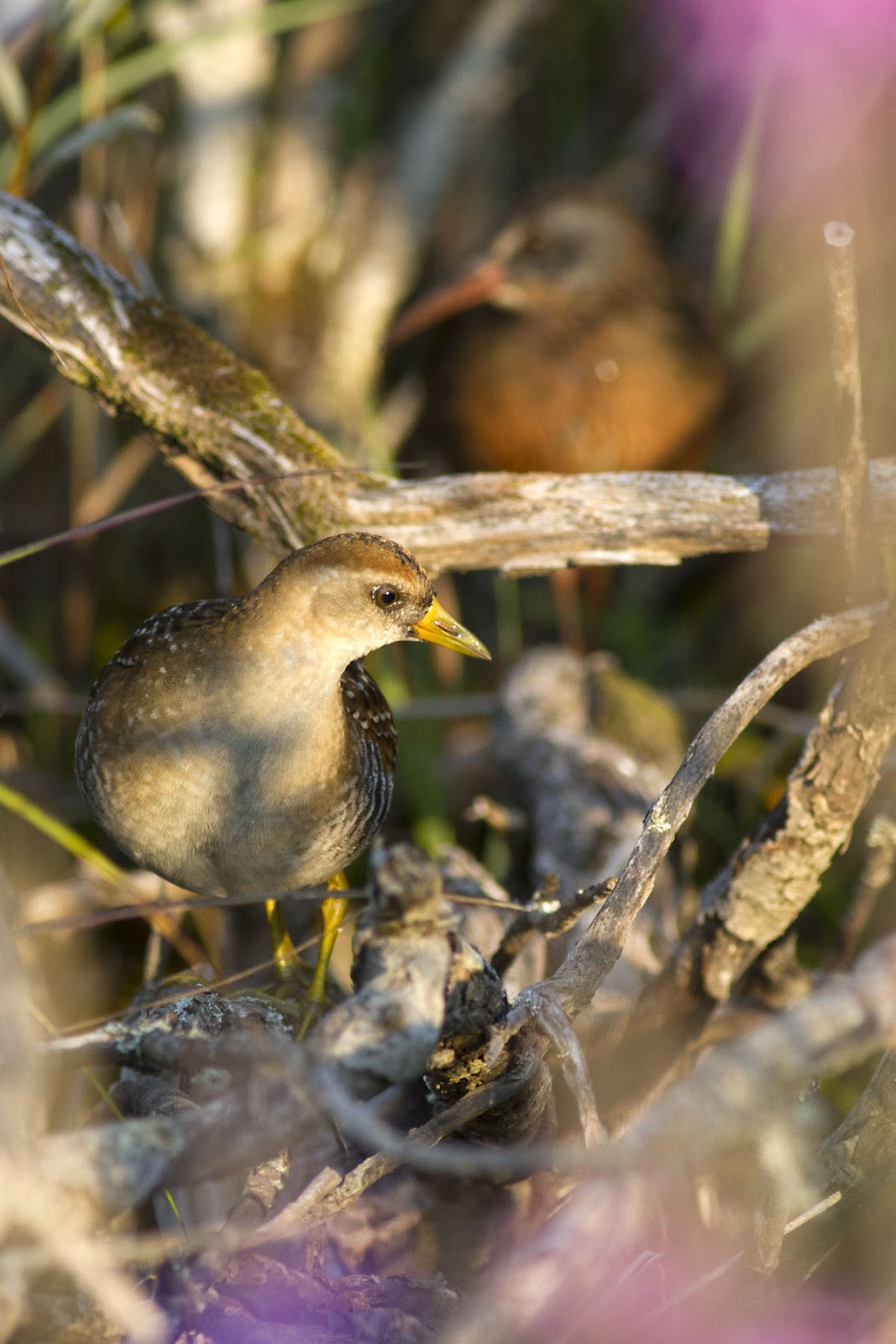 Ann Brokelman Photography: Wild Turkeys, Sora, Virginia Rail and Juv ...