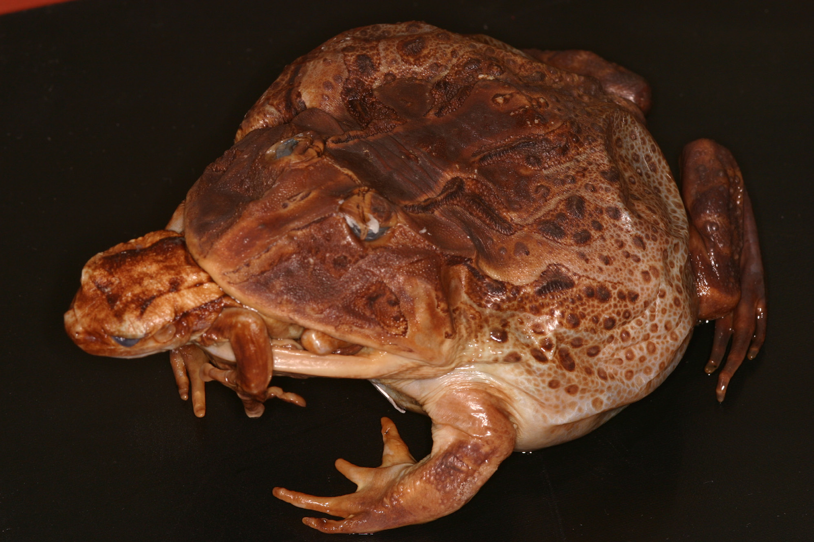 Sciency Thoughts: Using the bite force of Cranwell’s Horned Frog to ...