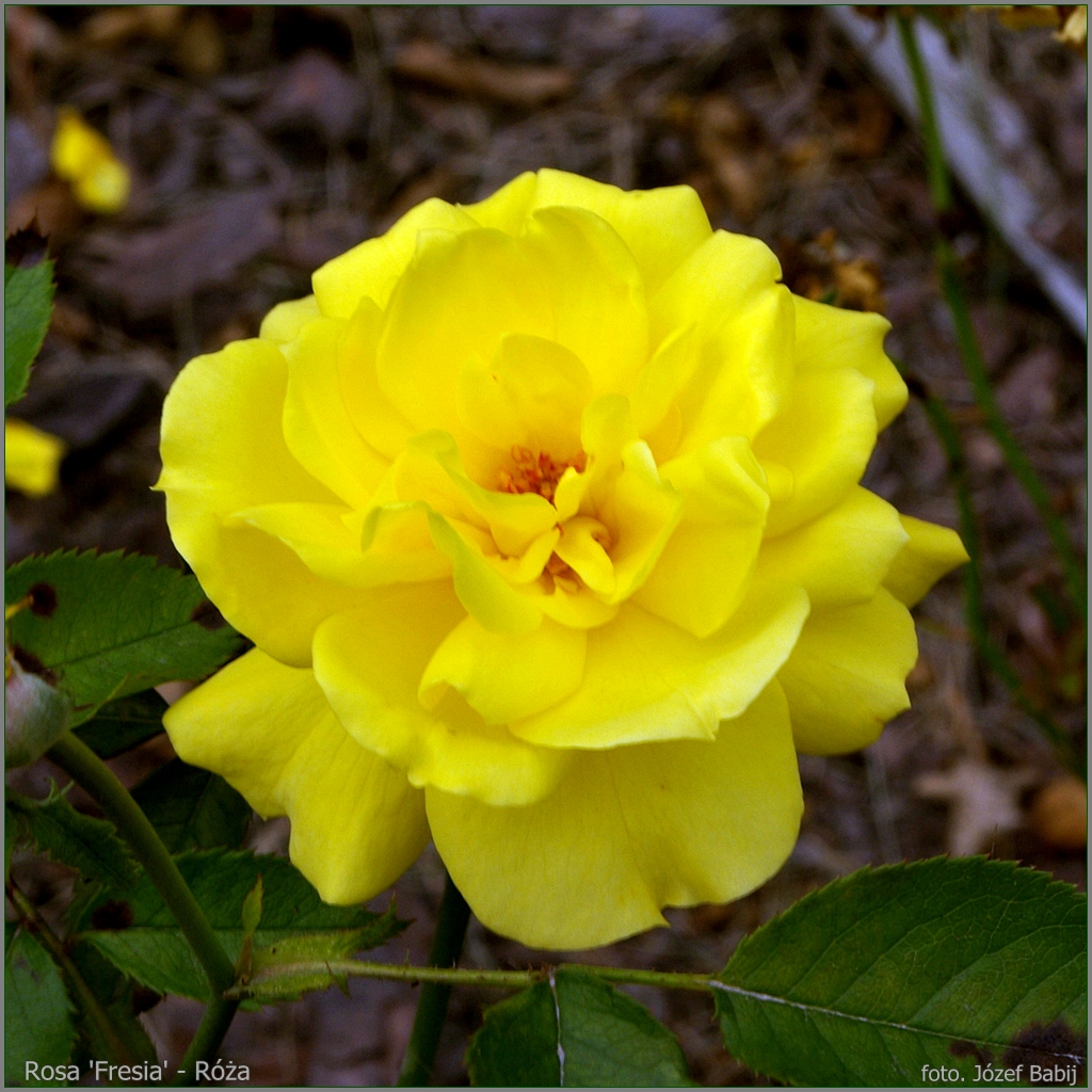 Plant Gallery - Encyklopedia Roślin: Rosa 'Fresia' - Róża 'Fresia'