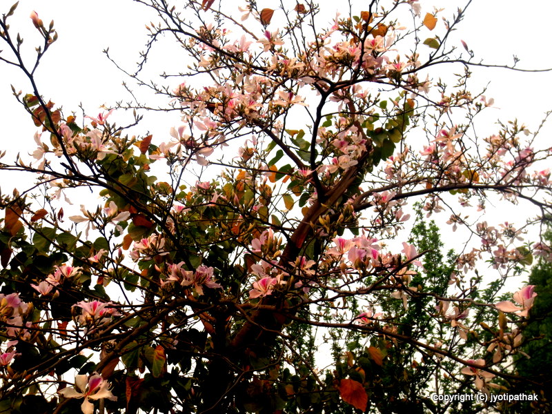 Taste of Nepal: Bauhinia and Potato Salad (Koirala ko Phool re Aloo ko ...