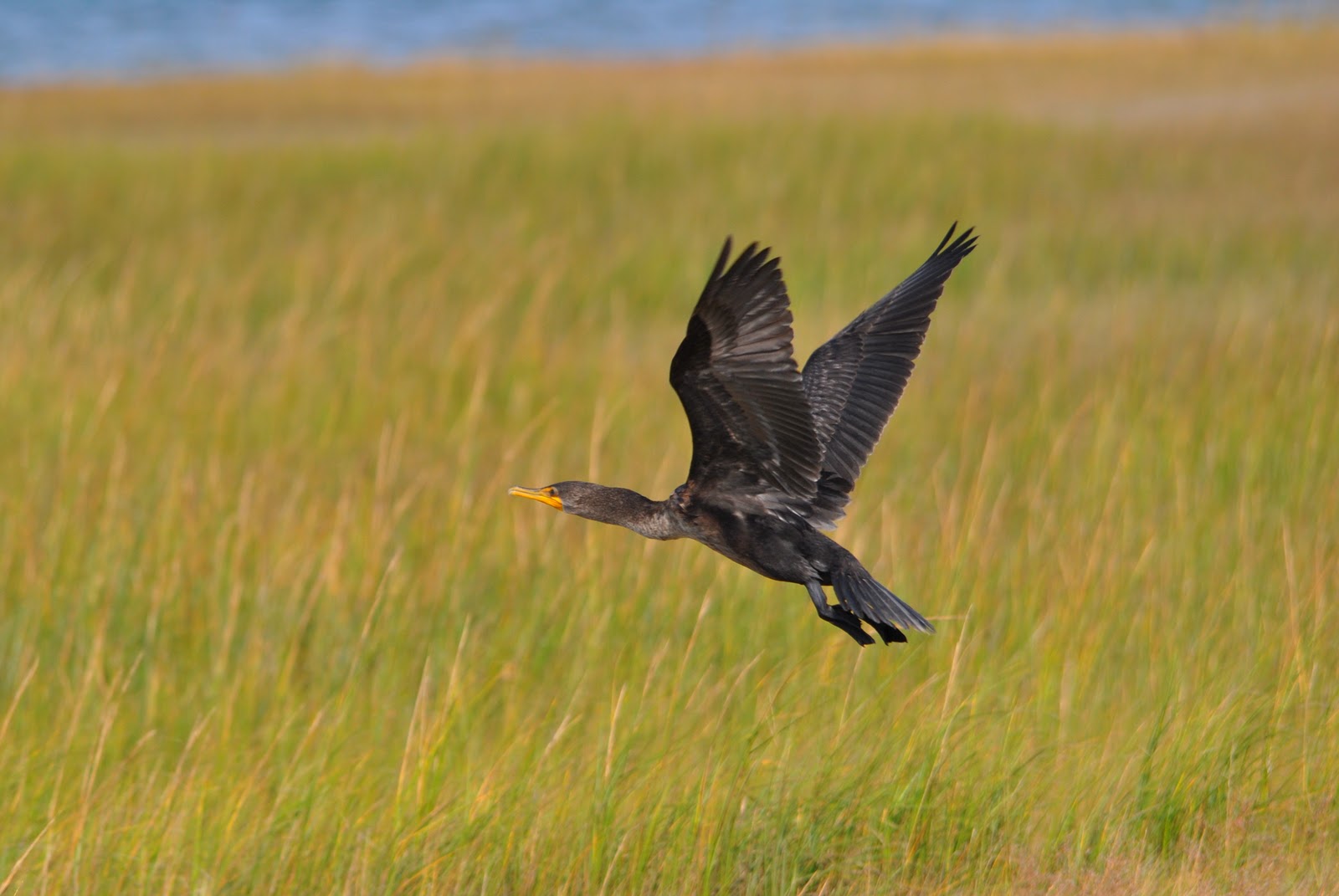 Urban Wildlife Guide: The Double-Crested Cormorant