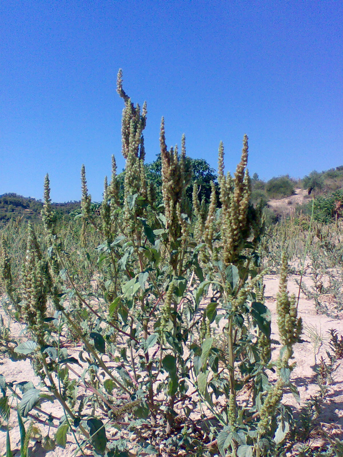 Aventuras en la Palma d´Ebre: UN BLEDO