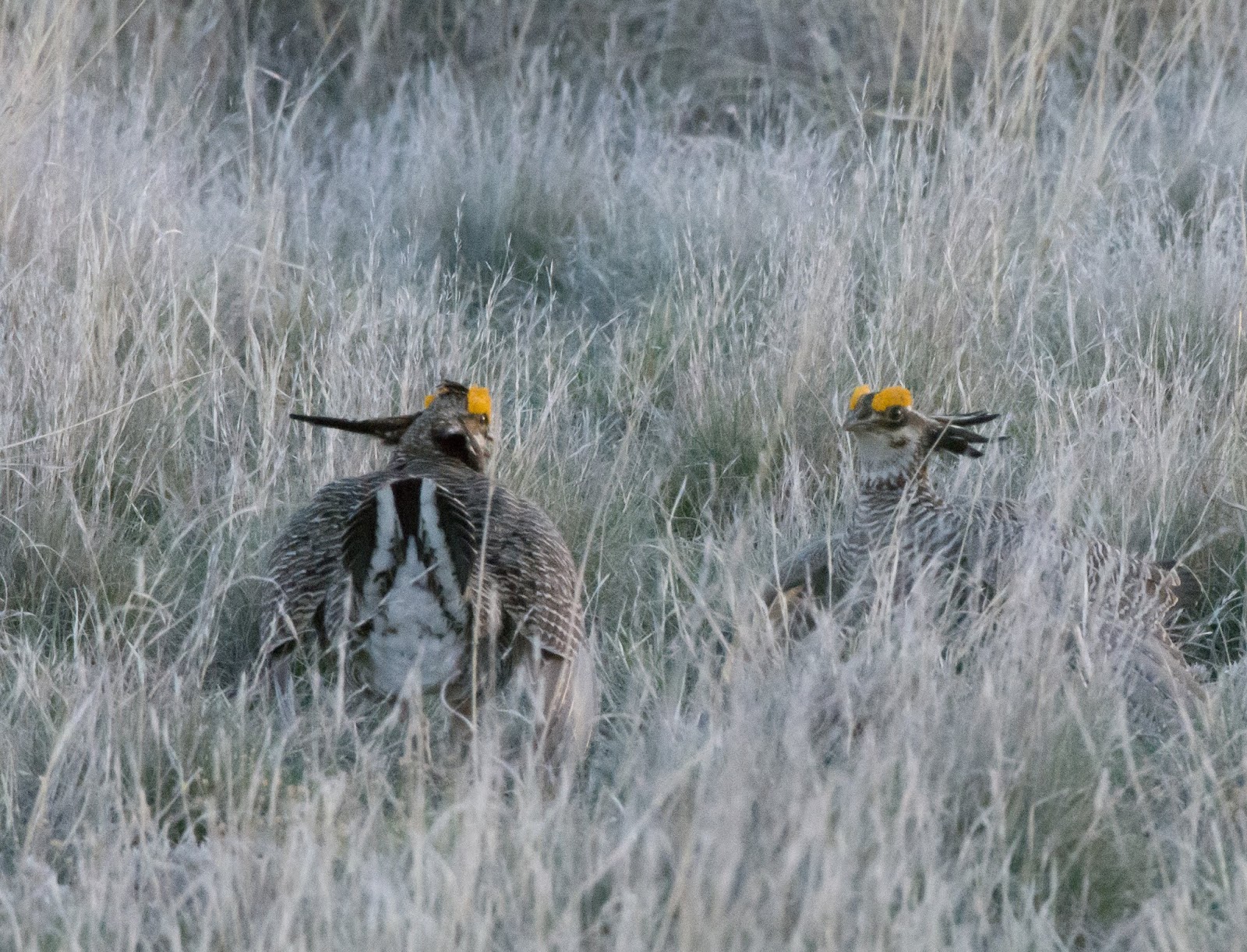 Gordon's Birding Adventures: Lesser Prairie-Chicken - An Endangered Species