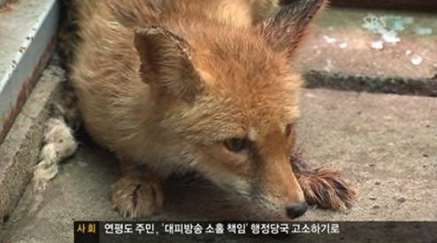 [Instiz] How the nearly extinct Korean red fox was restored