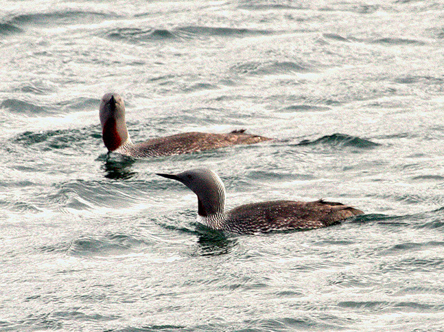 Taxonomía Chordata: Clase Aves Orden Gaviiformes, Gruiformes y ...