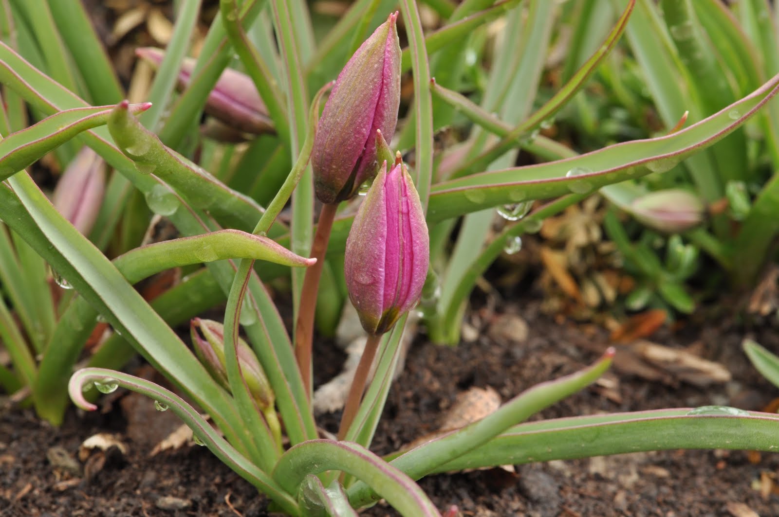 Northern Exposure Gardening: Tiny Spring Bulbs & Flowers