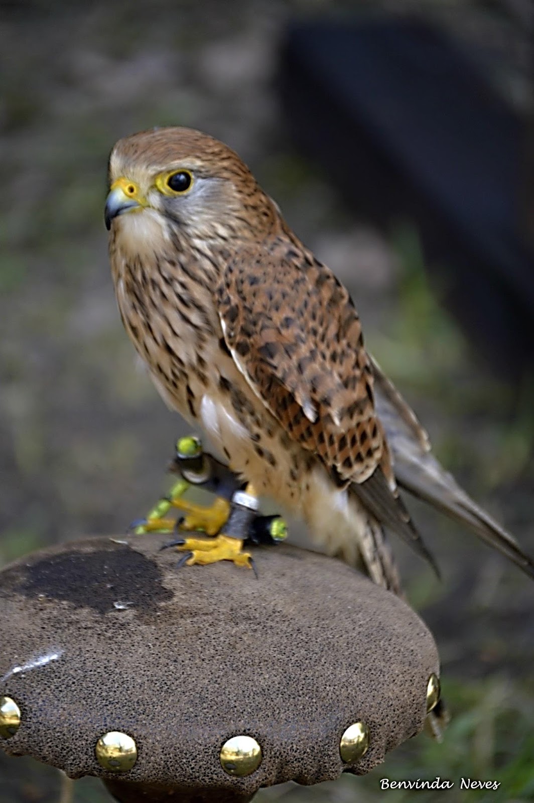 "Sua Maldade"...: Aves de Rapina...
