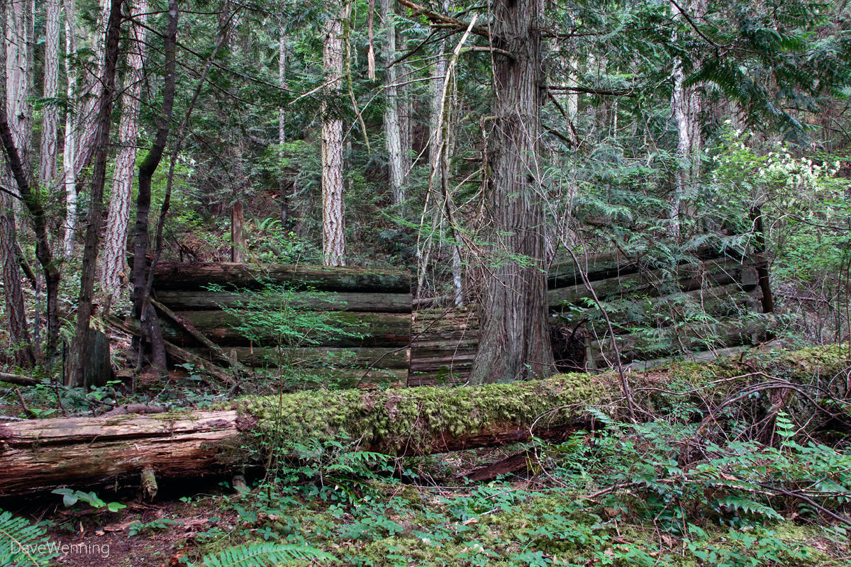 The John Tursi Trail