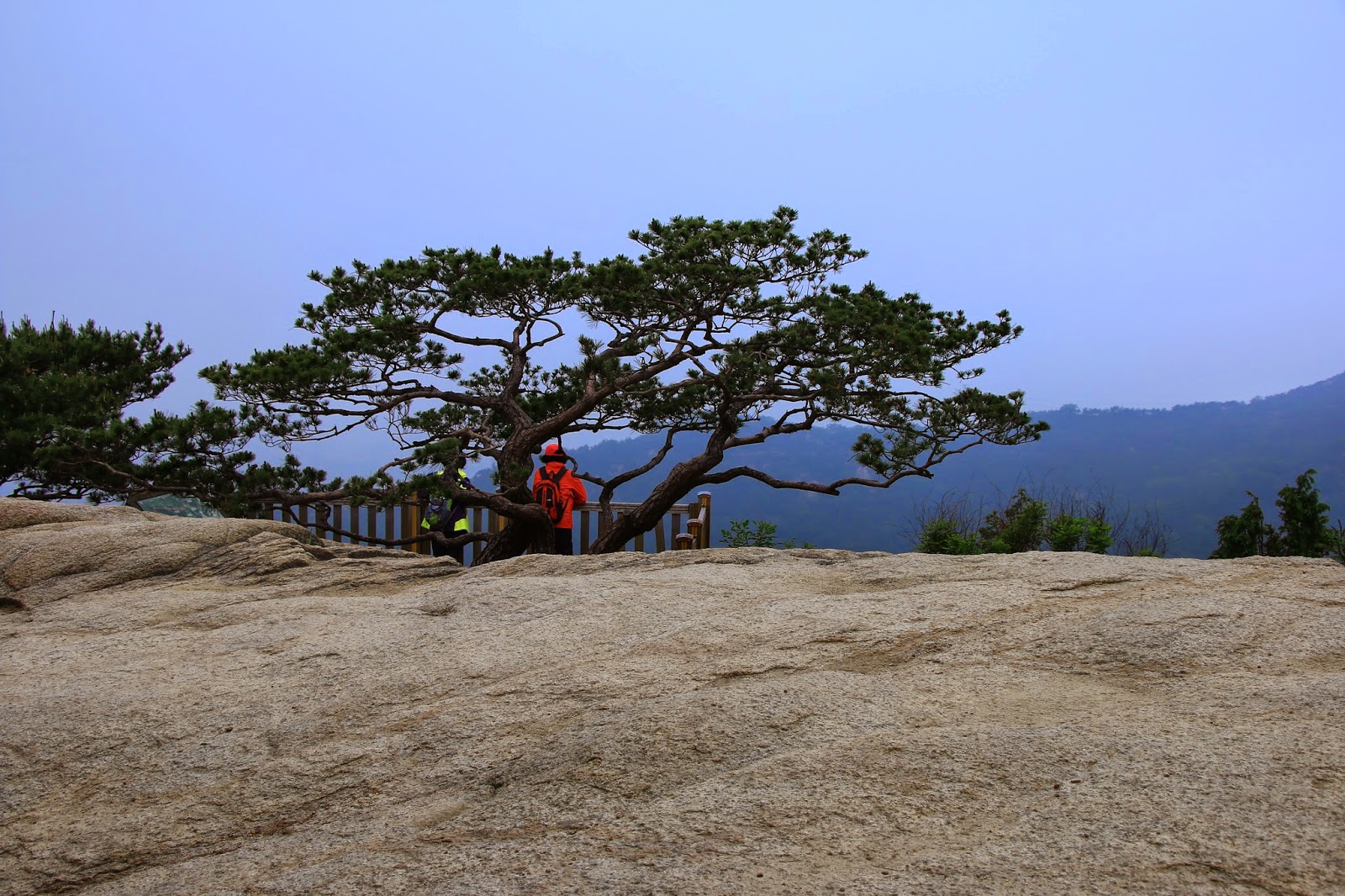 Insights Korea Tour: Korean Beauty, Pine tree.