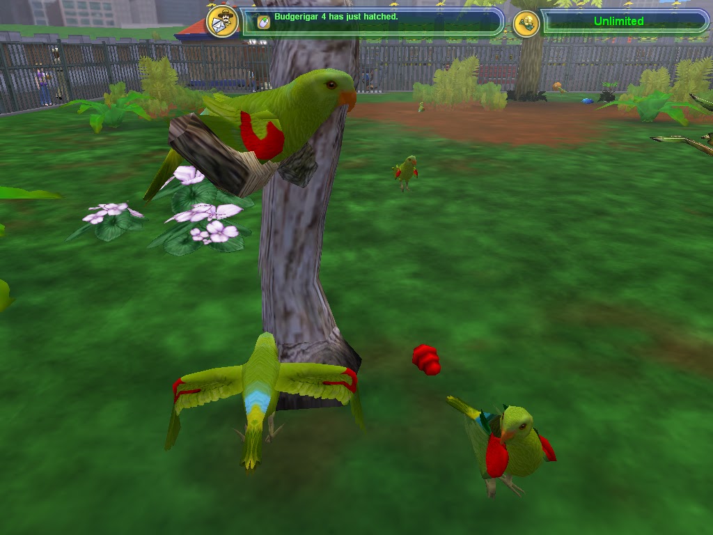 Cryptodraco: Pretty Parrots Australia and New Zealand for Zoo Tycoon 2