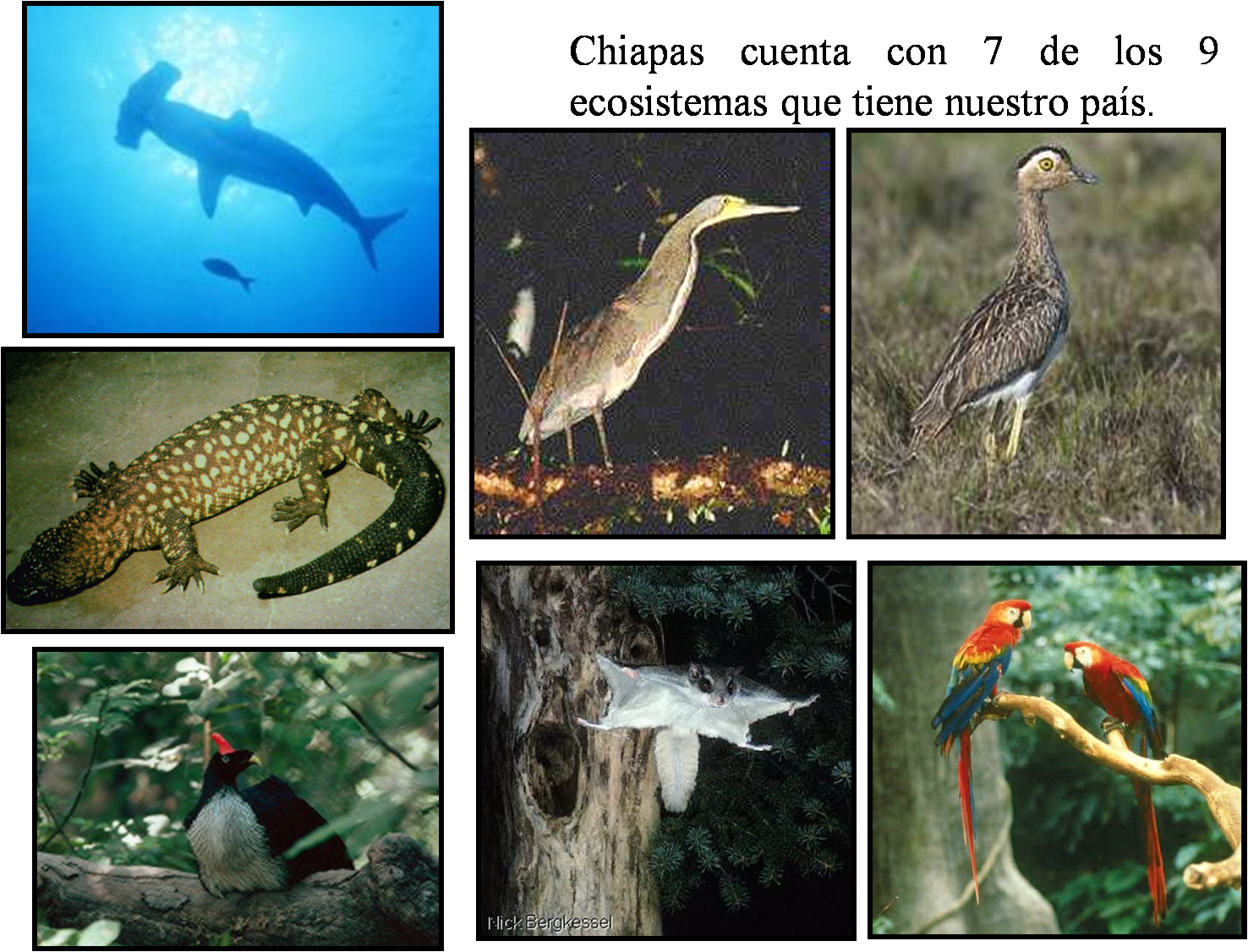 1.- ECOSISTEMA SABANA COSTERA.