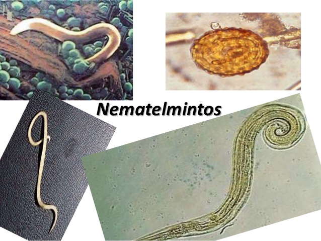 Filo nematelmintos | Biologia: A ciência da vida