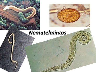 Filo nematelmintos | Biologia: A ciência da vida