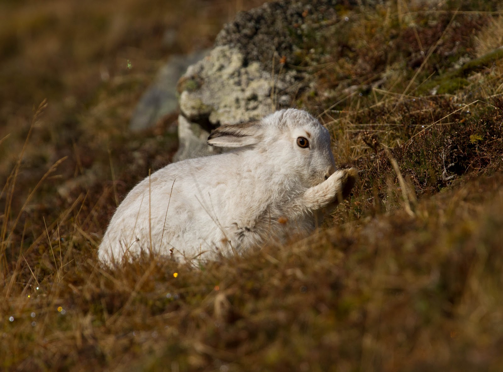 Gary Faulkner's Wildlife: Mountain Hares